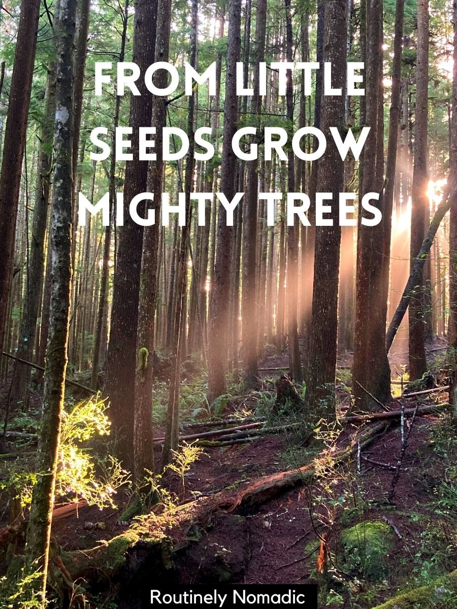 115 Plant Captions for that Plant Mom Aesthetic - Routinely Shares