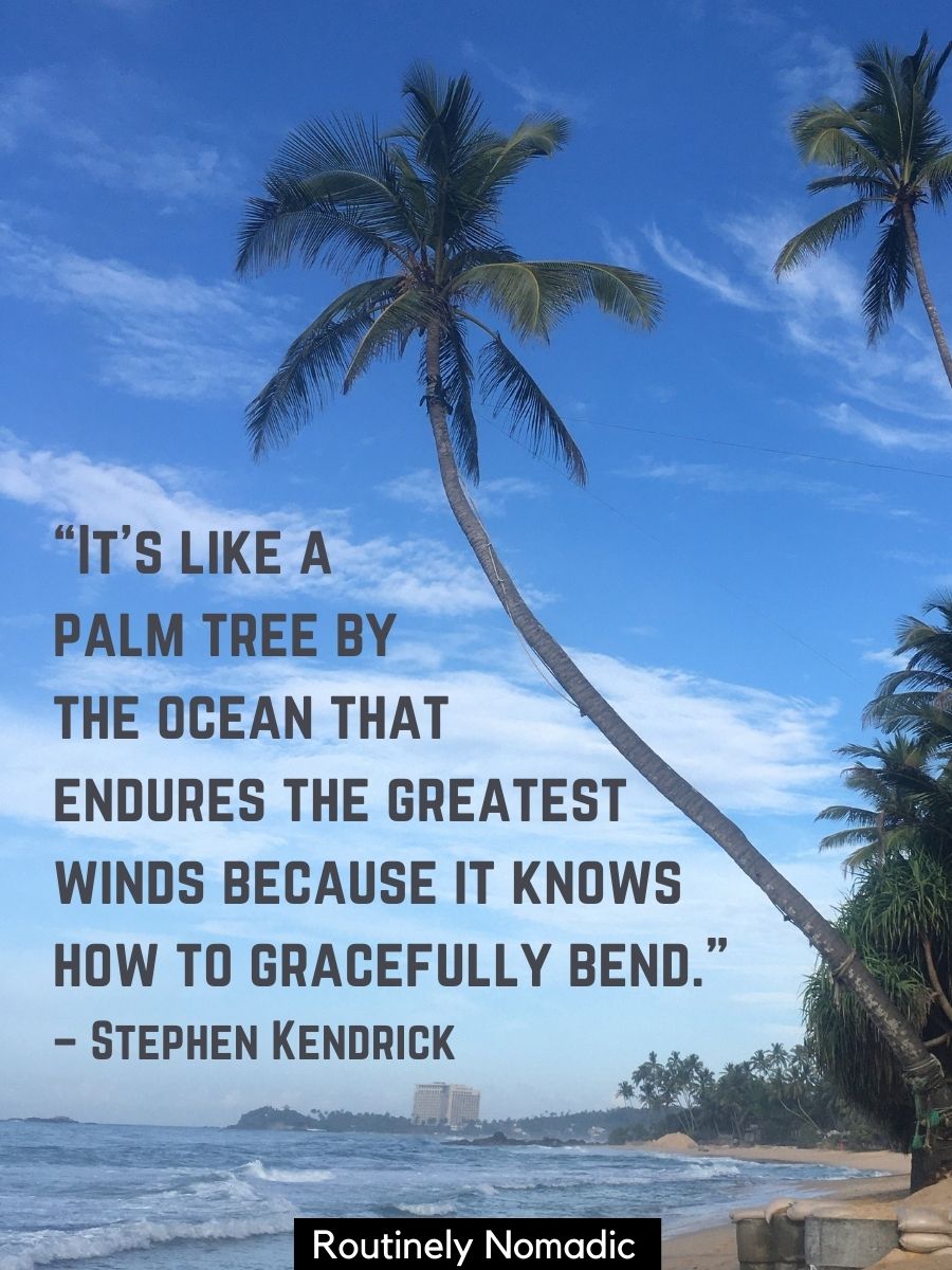 100 Short Palm Tree Quotes for Instagram for that Sunny Beach Day ...