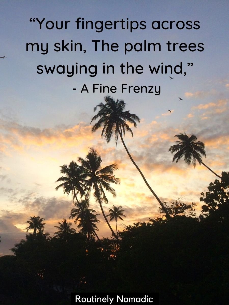 100 Short Palm Tree Quotes for Instagram for that Sunny Beach Day ...
