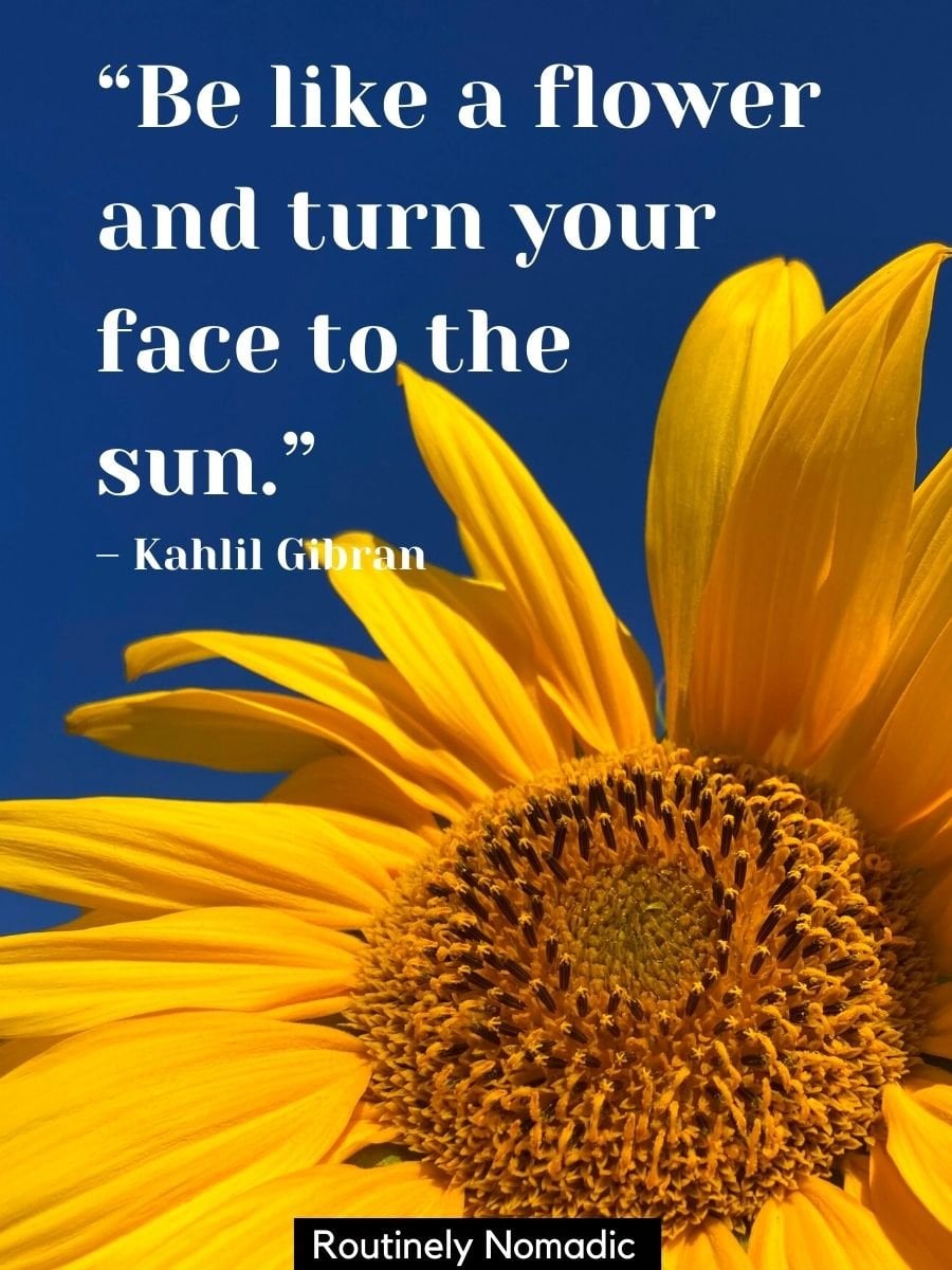 100 Happy and Short Sunflower Quotes for Instagram - Routinely Shares