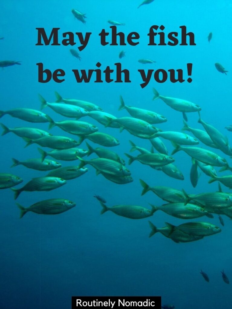 165 Reel-y Short Fishing Quotes for Instagram - Routinely Shares