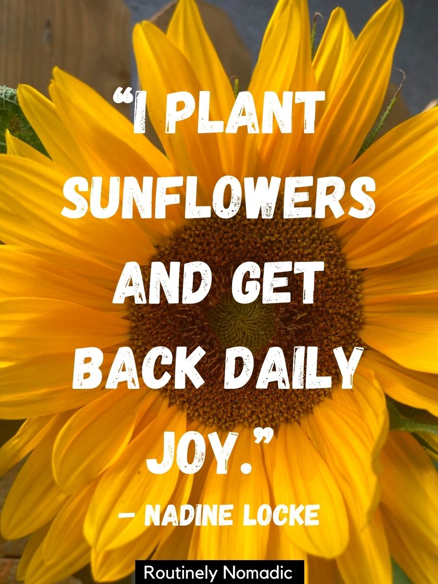 100 Happy and Short Sunflower Quotes for Instagram - Routinely Shares
