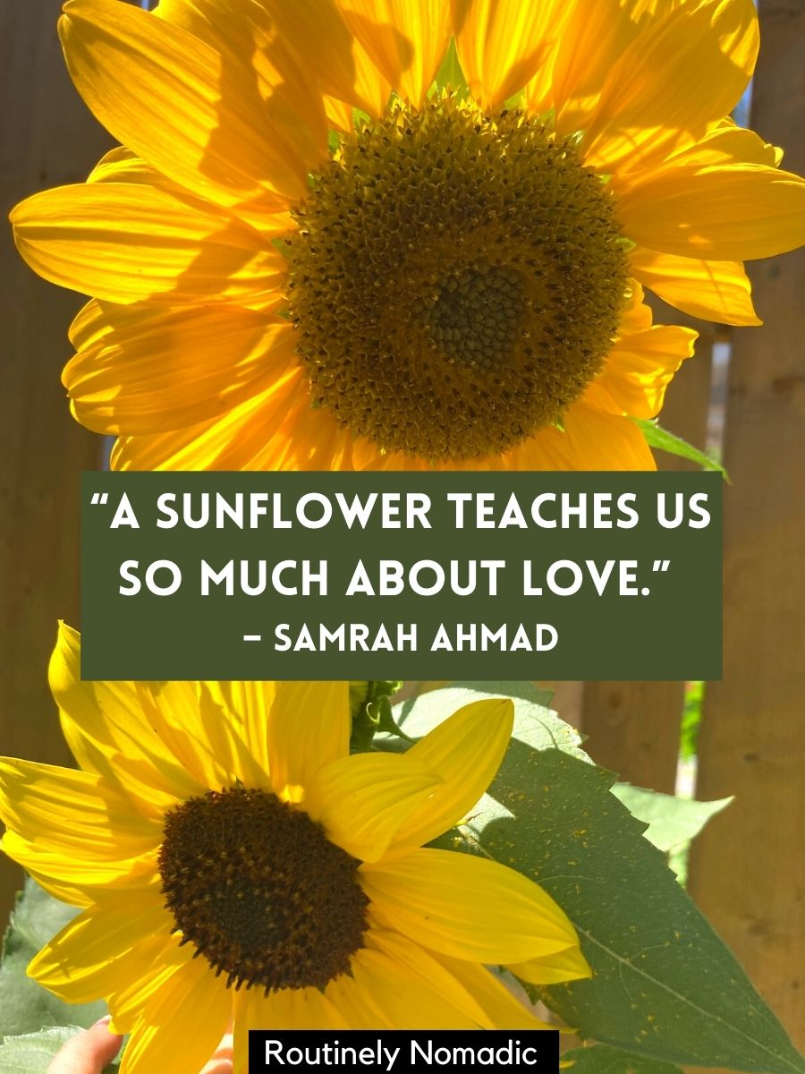 100 Happy and Short Sunflower Quotes for Instagram - Routinely Shares