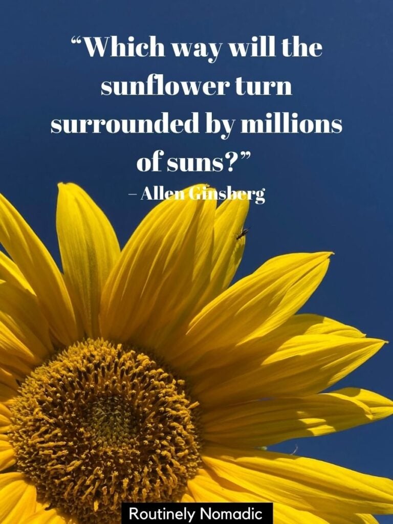 100 Happy and Short Sunflower Quotes for Instagram - Routinely Shares