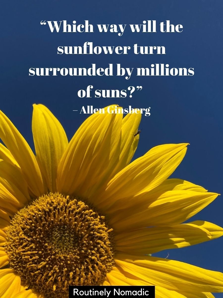 100 Happy and Short Sunflower Quotes for Instagram - Routinely Shares