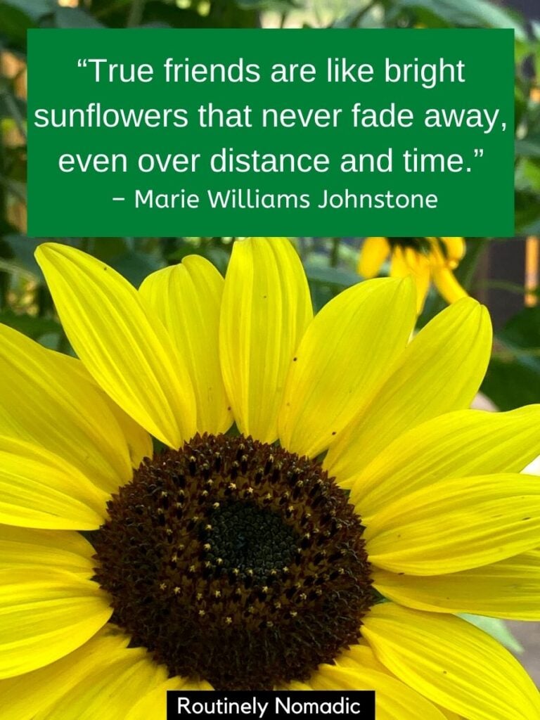100 Happy and Short Sunflower Quotes for Instagram - Routinely Shares