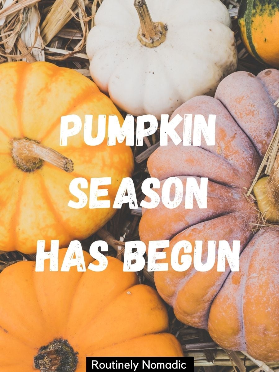 150 Cute Pumpkin Captions, Sayings and Short Instagram Quotes for that ...