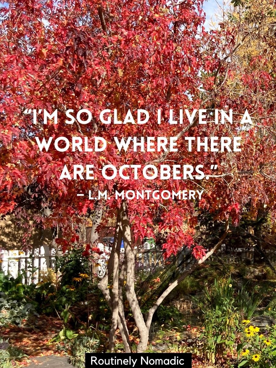 100 Fall Quotes for that Inspirational Crisp Autumn Aesthetic ...