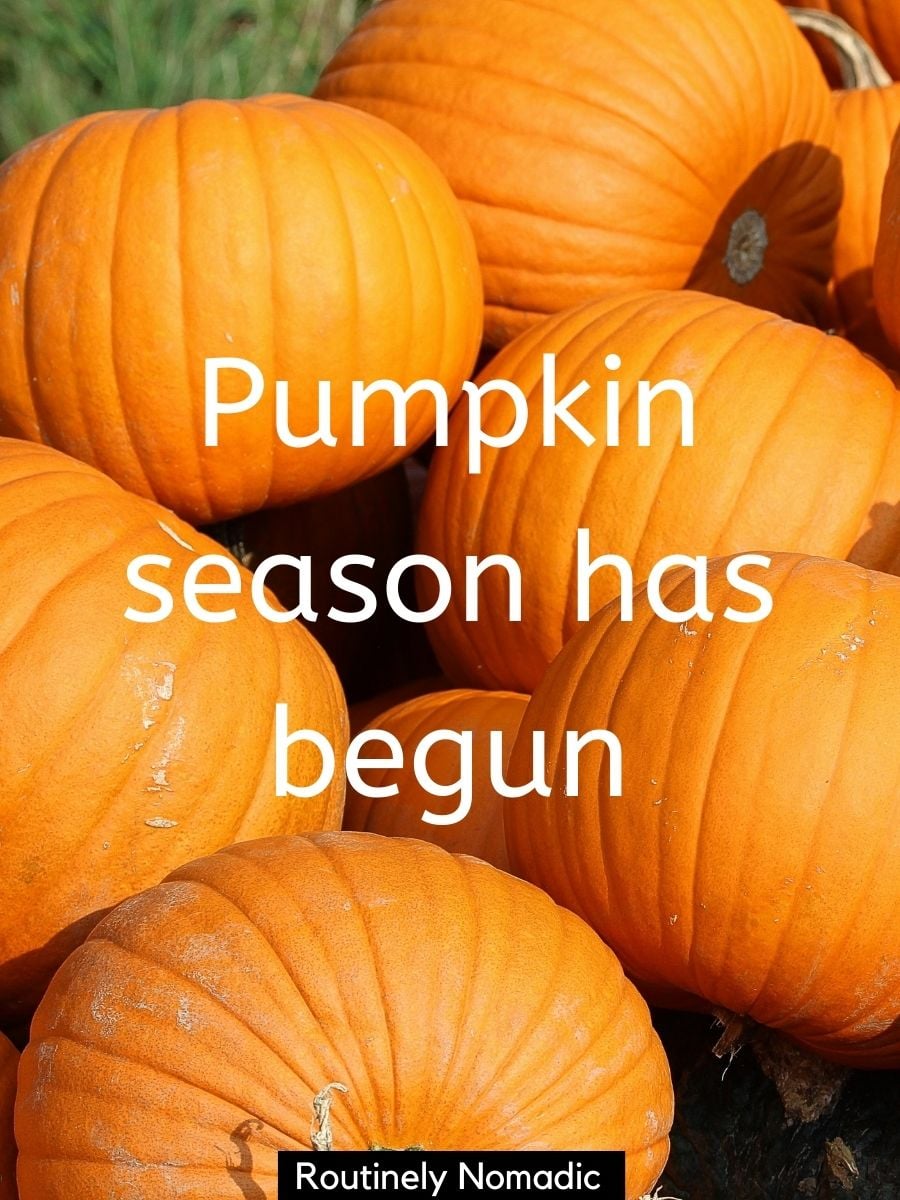 150 Cute Pumpkin Captions, Sayings and Short Instagram Quotes for that ...