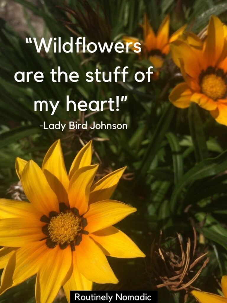 100 Perfect Wildflower Quotes, Poems and Captions - Routinely Shares