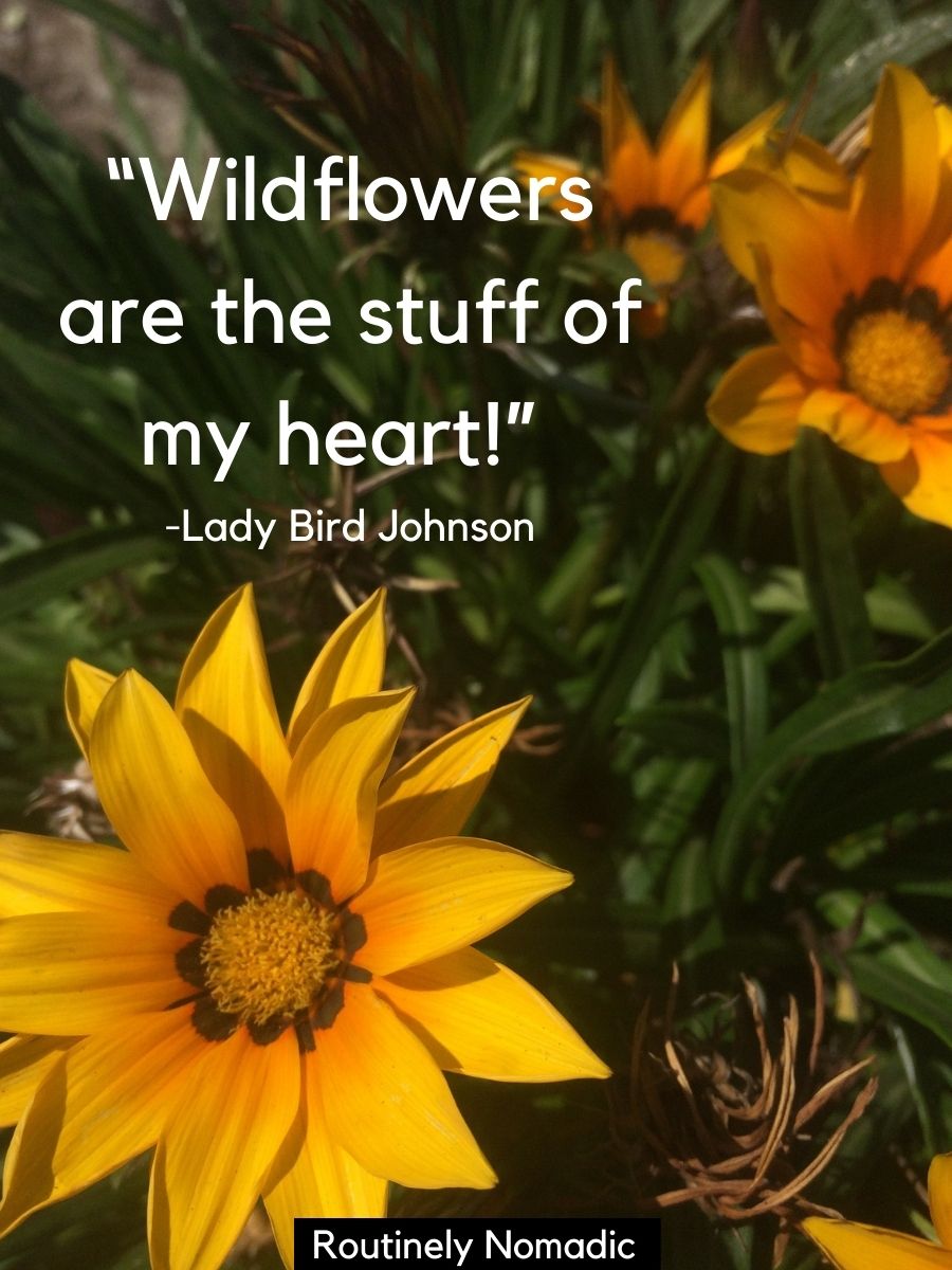 100 Perfect Wildflower Quotes, Poems and Captions - Routinely Shares