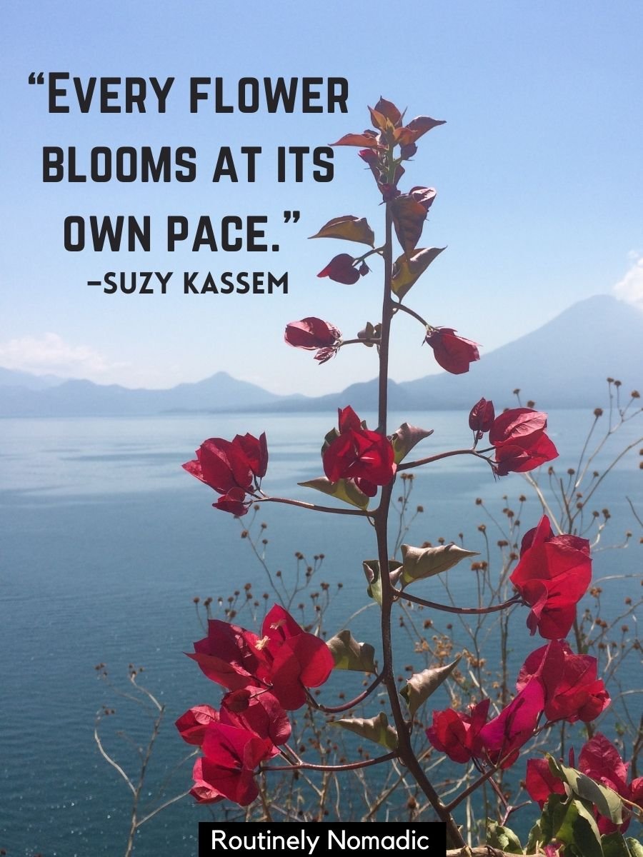 Uplifting Let Yourself Bloom Quotes and Sayings for Positive Growth ...