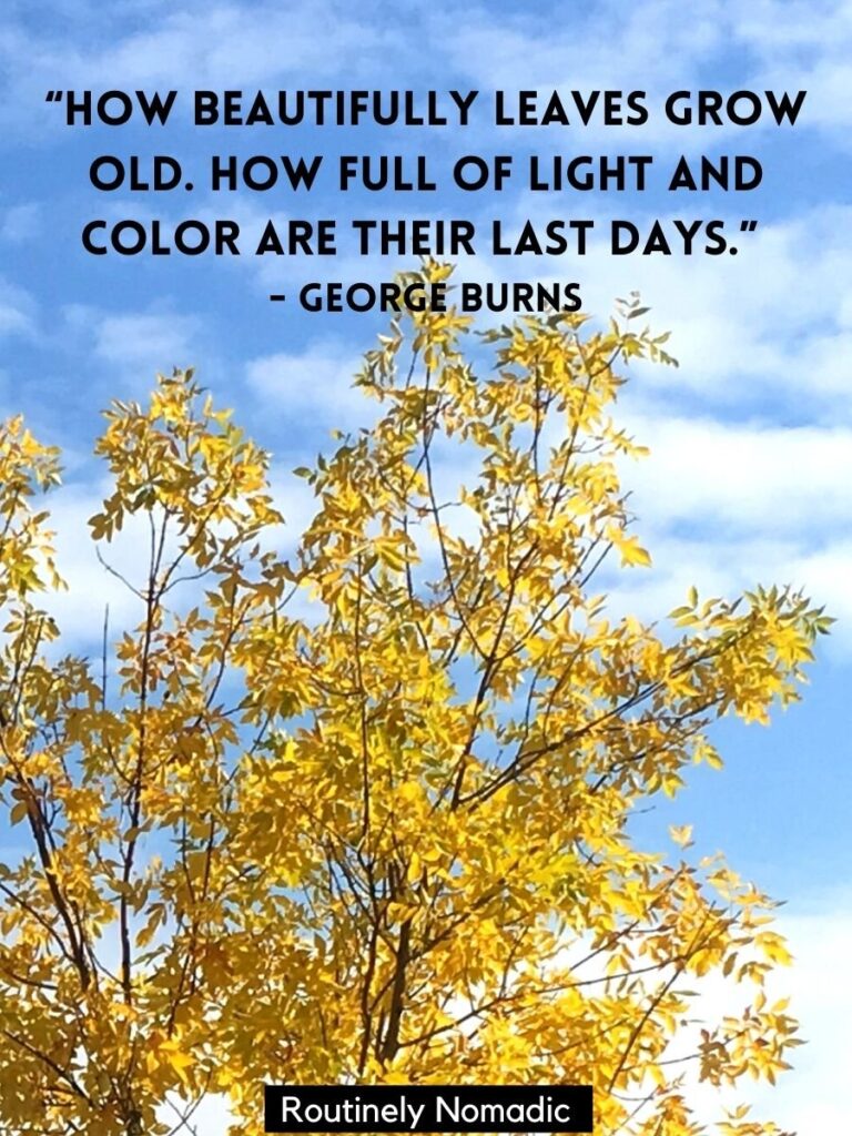 Cute Short Fall Quotes: 75 Amazing Autumn Sayings - Routinely Shares