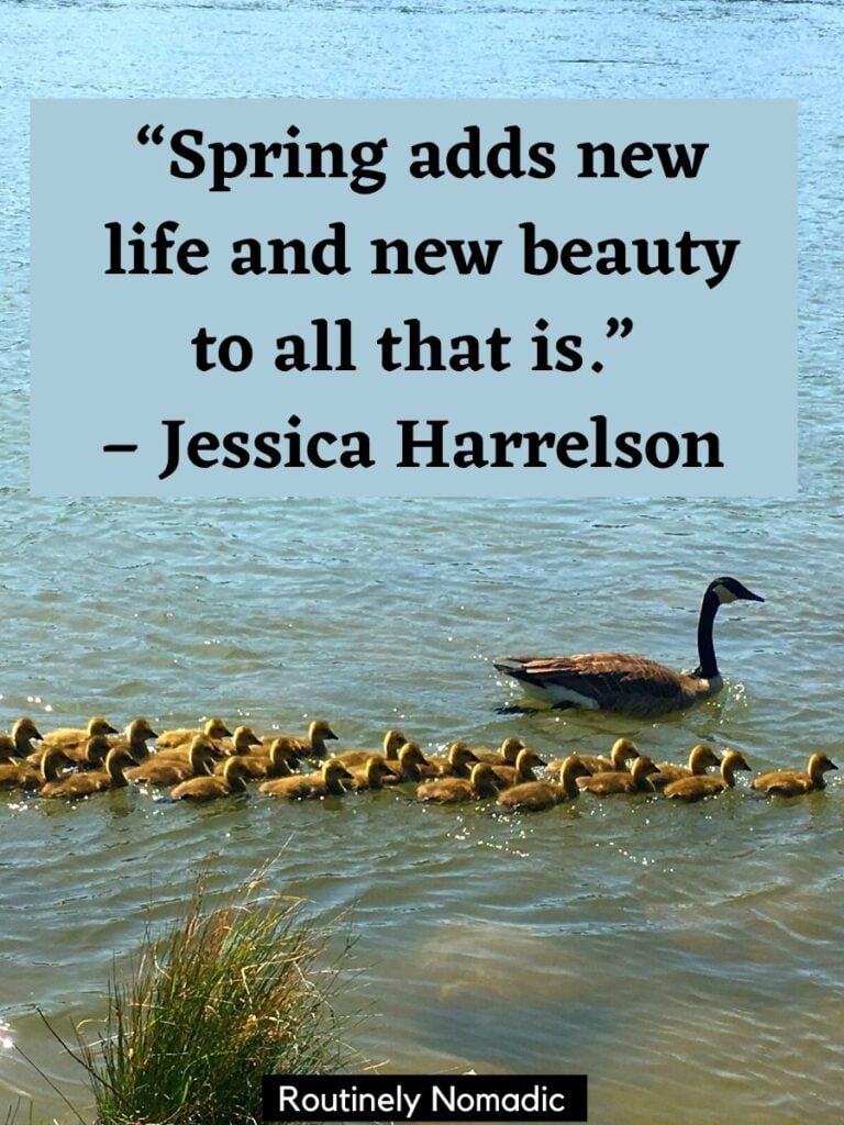 100 Happy Short Spring Quotes for that Inspiring Aesthetic - Routinely ...