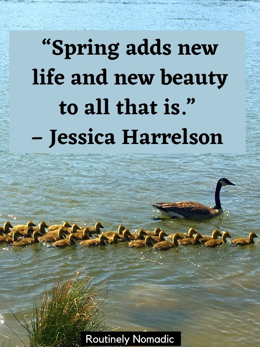 100 Happy Short Spring Quotes for that Inspiring Aesthetic - Routinely ...