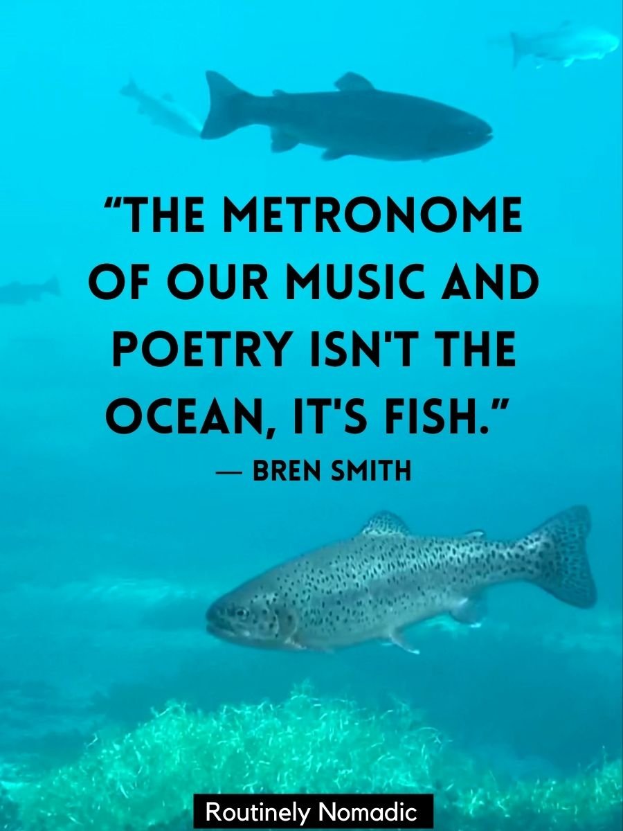 Fishing Quotes: 150 Fish-tastic Sayings - Routinely Shares