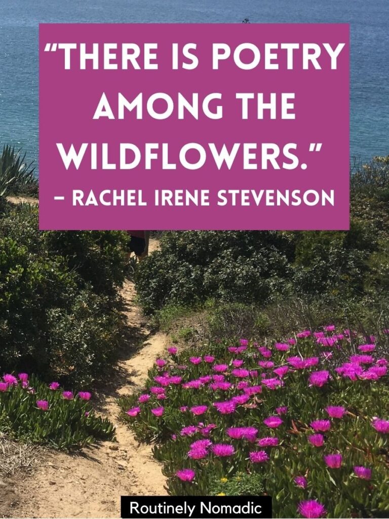 100 Perfect Wildflower Quotes, Poems and Captions - Routinely Shares