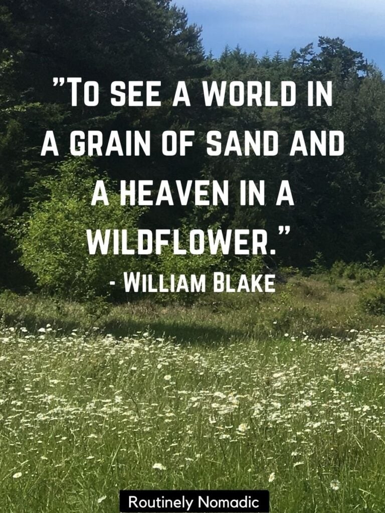 100 Perfect Wildflower Quotes, Poems and Captions - Routinely Shares
