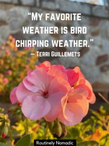 115 Funny Spring Quotes to Add Humor to Your Springtime - Routinely Shares