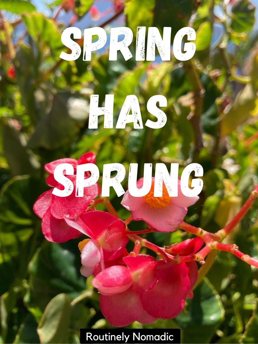 200 Funny Spring Puns, Jokes and One Liners - Routinely Shares