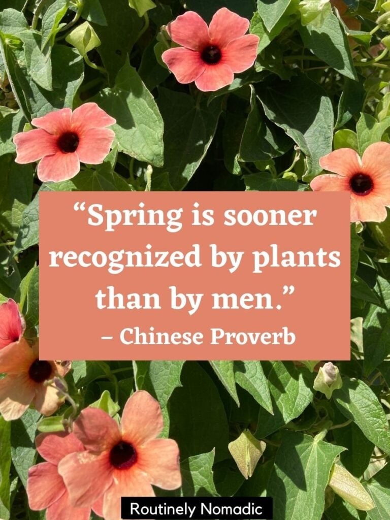 115 Funny Spring Quotes to Add Humor to Your Springtime - Routinely Shares