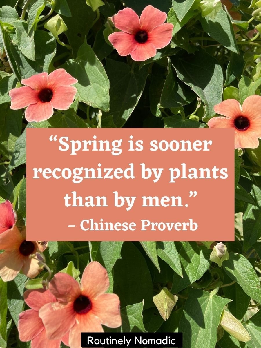 115 Funny Spring Quotes to Add Humor to Your Springtime - Routinely Shares