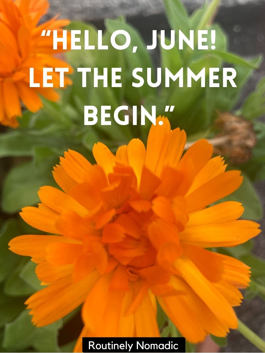 Welcome the Summer with the 100 Best Short June Quotes and Sayings ...
