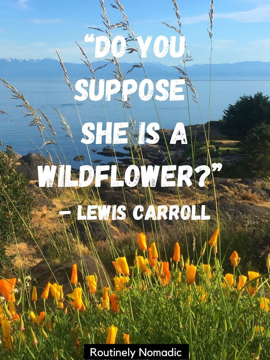 100 Perfect Wildflower Quotes, Poems and Captions - Routinely Shares
