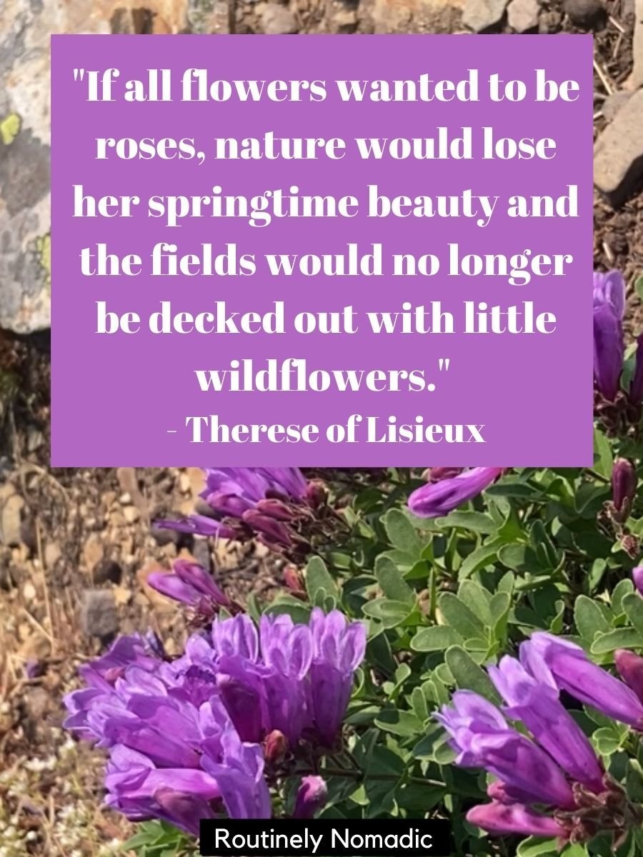 100 Perfect Wildflower Quotes, Poems and Captions - Routinely Shares