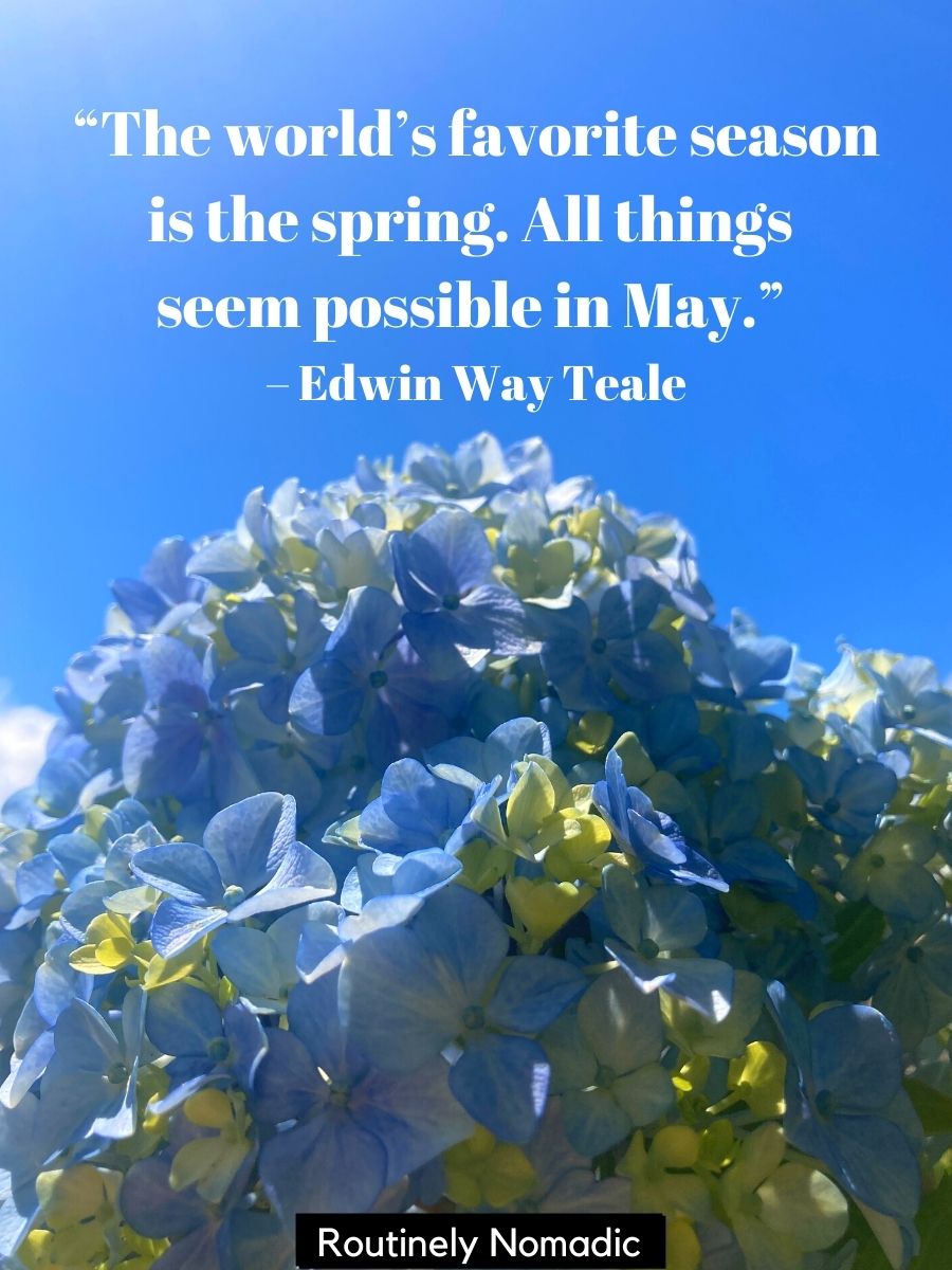 215 Hello May Quotes for that Happy to Welcome a New Month Aesthetic ...