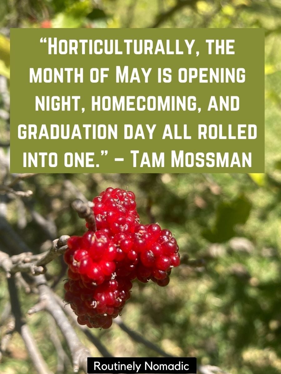 215 Hello May Quotes for that Happy to Welcome a New Month Aesthetic ...