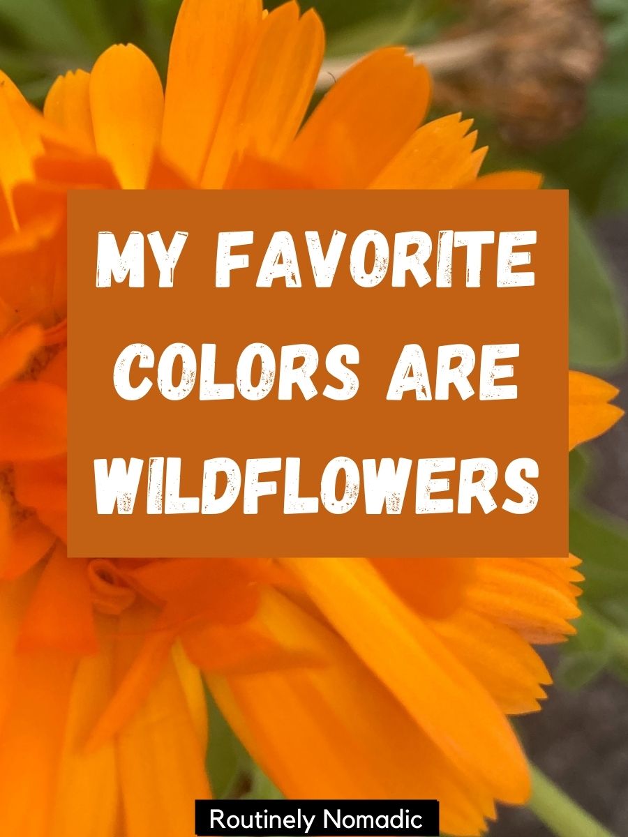 100 Perfect Wildflower Quotes, Poems and Captions - Routinely Shares