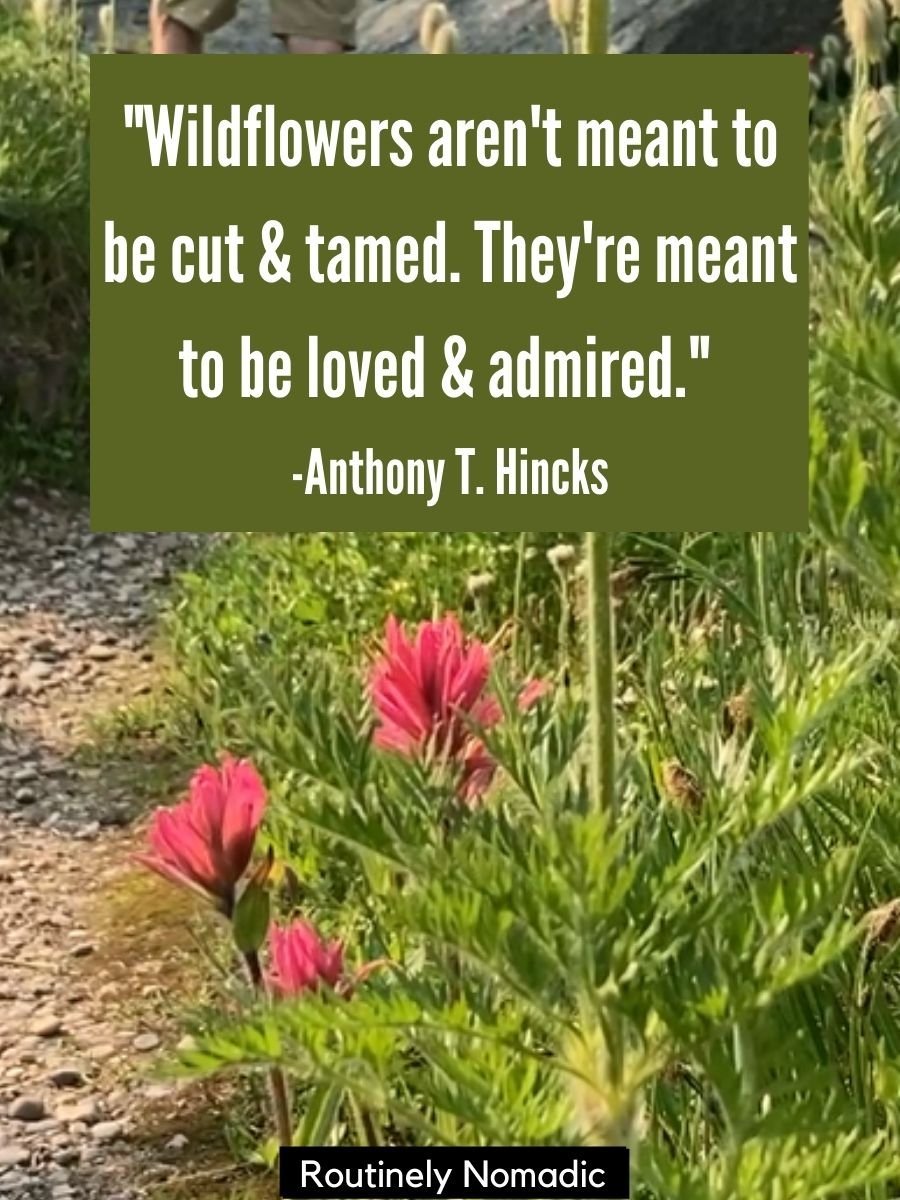 100 Perfect Wildflower Quotes, Poems and Captions - Routinely Shares