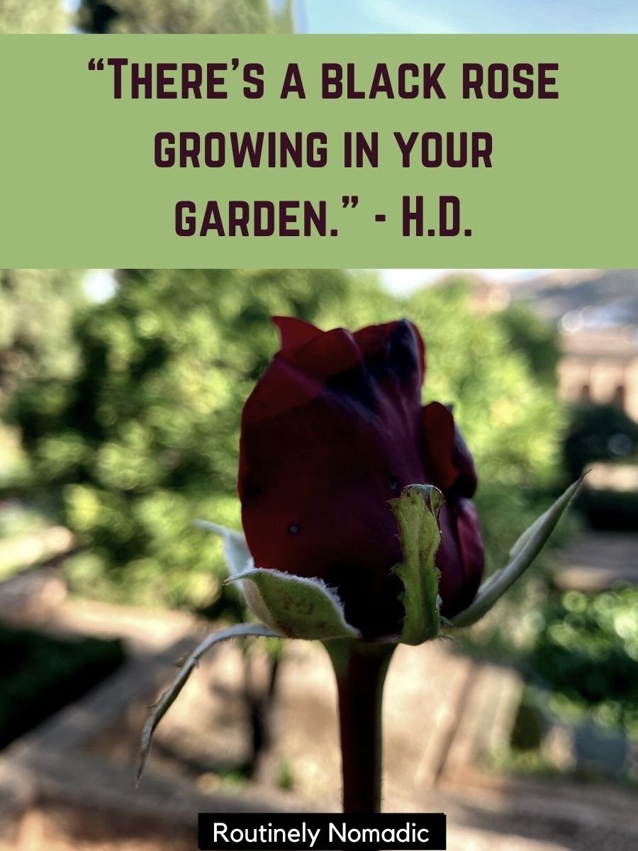 Beautiful Rose Quotes: 115 Rose Sayings for that Full Bloom Vibe ...