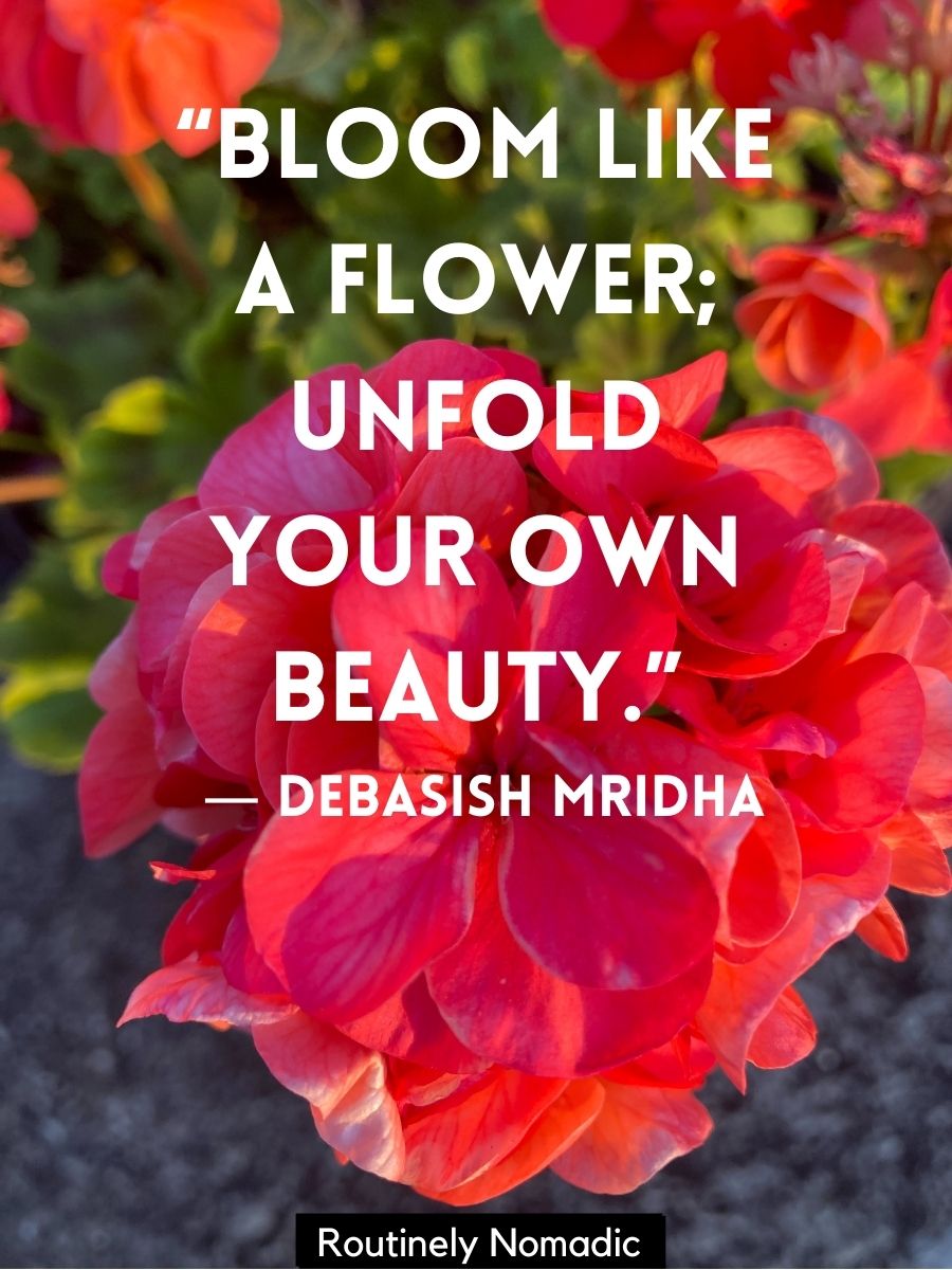 Uplifting Let Yourself Bloom Quotes and Sayings for Positive Growth ...