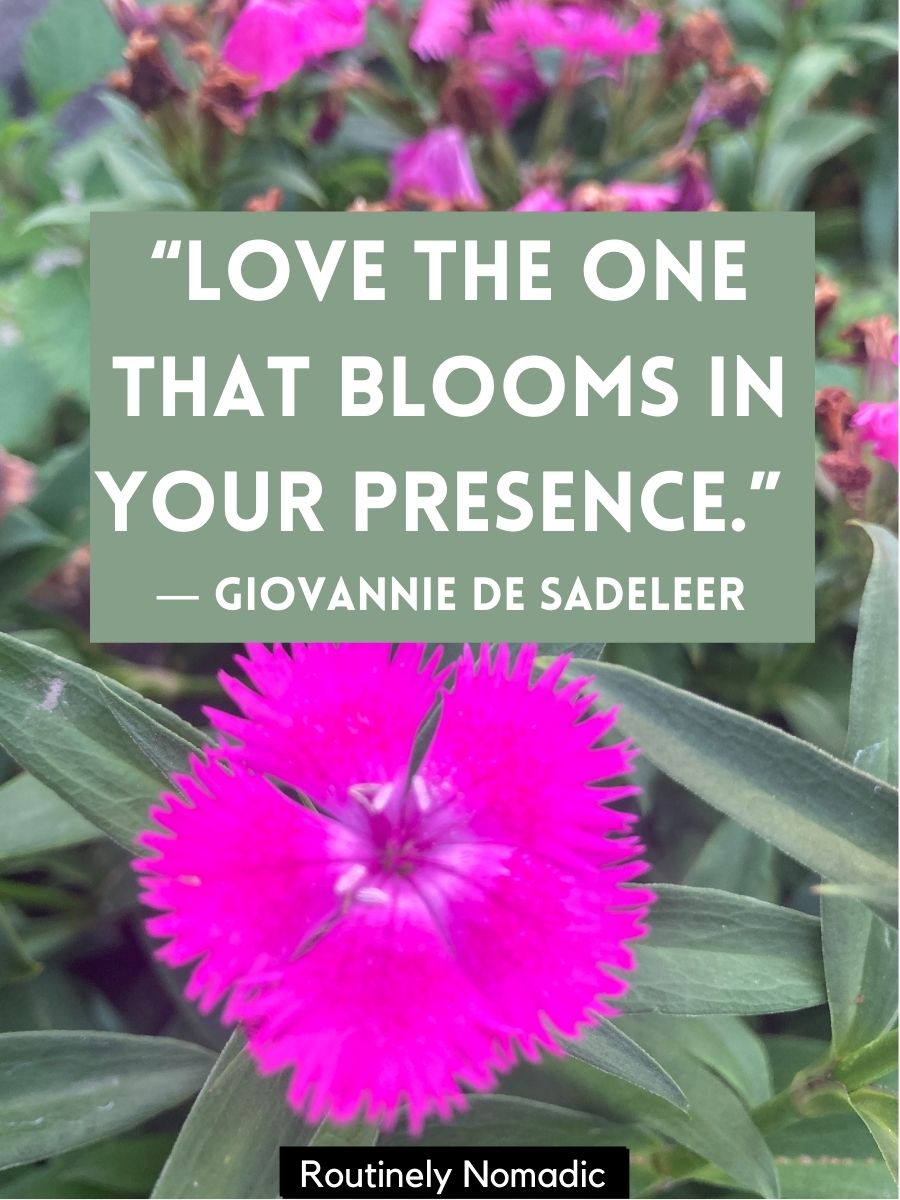 Uplifting Let Yourself Bloom Quotes and Sayings for Positive Growth ...