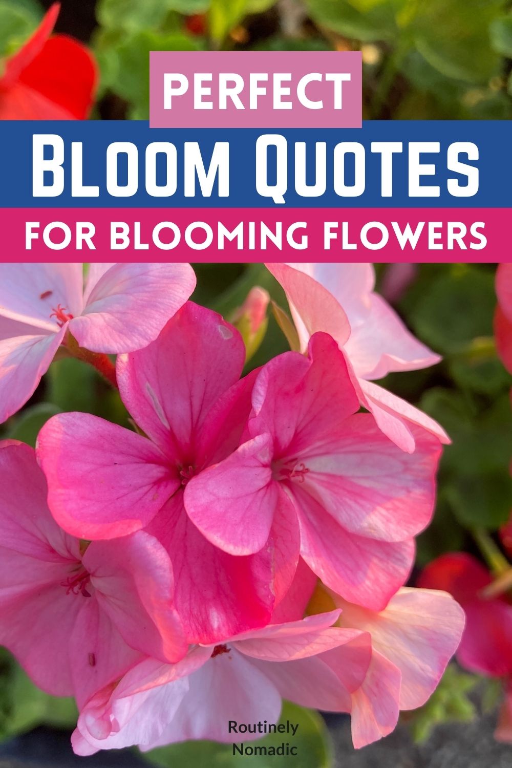 120 Bloom Quotes: Perfect Blooming Flower Sayings - Routinely Shares