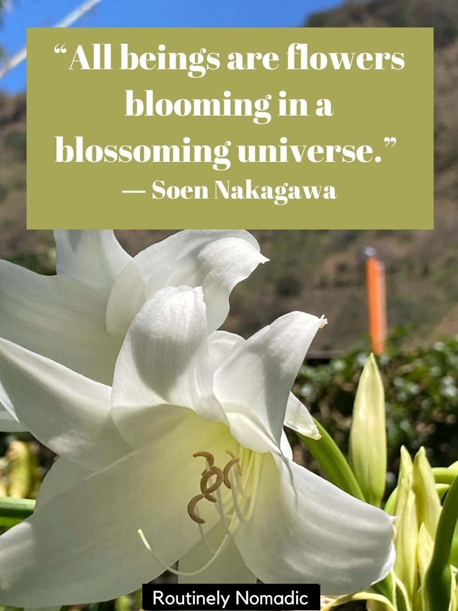 Uplifting Let Yourself Bloom Quotes and Sayings for Positive Growth ...