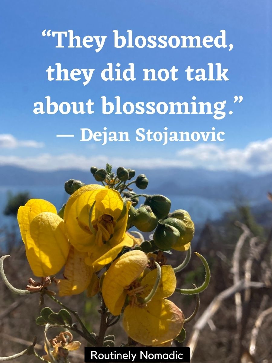 Uplifting Let Yourself Bloom Quotes and Sayings for Positive Growth ...