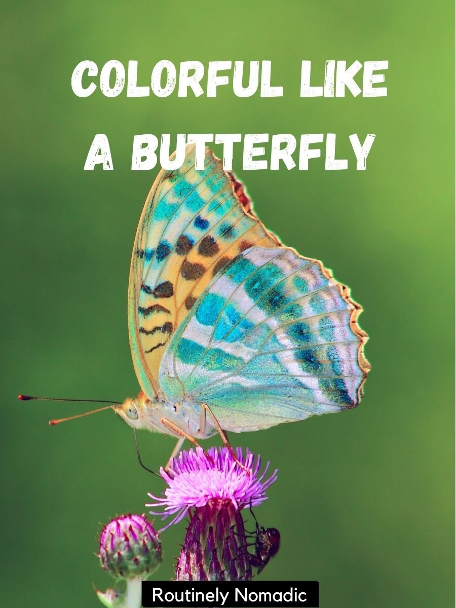 100 Inspring Short Butterfly Quotes for Instagram for When Beauty ...