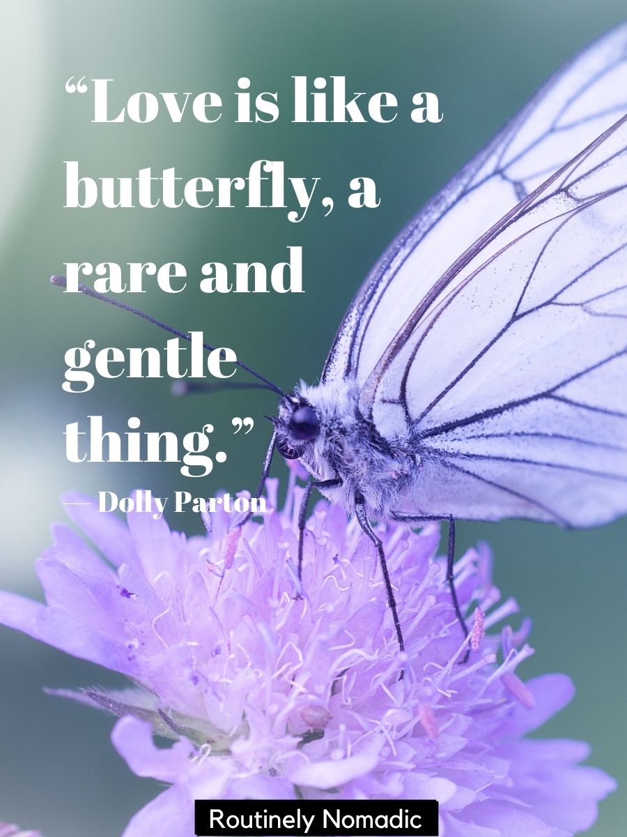 100 Inspring Short Butterfly Quotes for Instagram for When Beauty ...
