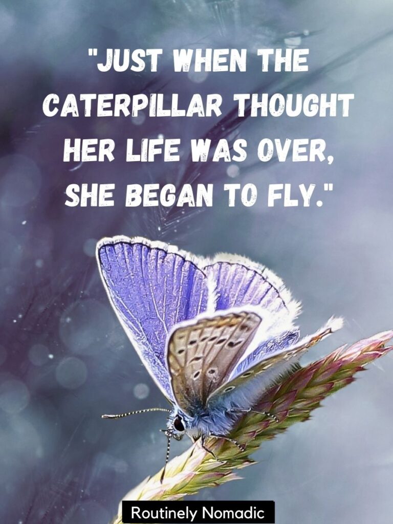 100 Inspring Short Butterfly Quotes for Instagram for When Beauty ...
