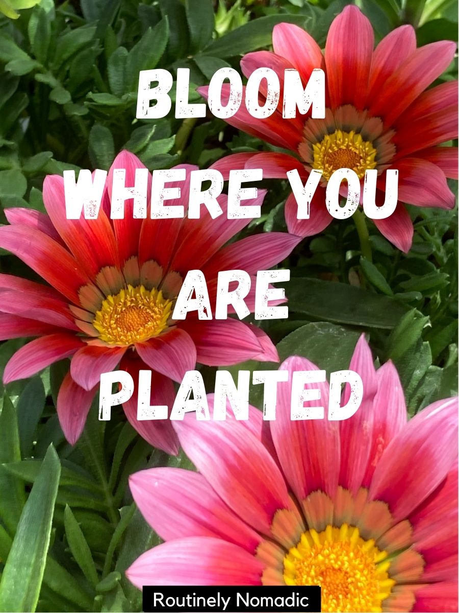 115 Plant Captions for that Plant Mom Aesthetic - Routinely Shares