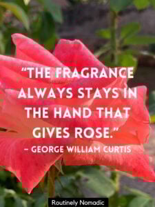 Beautiful Rose Quotes: 115 Rose Sayings for that Full Bloom Vibe ...