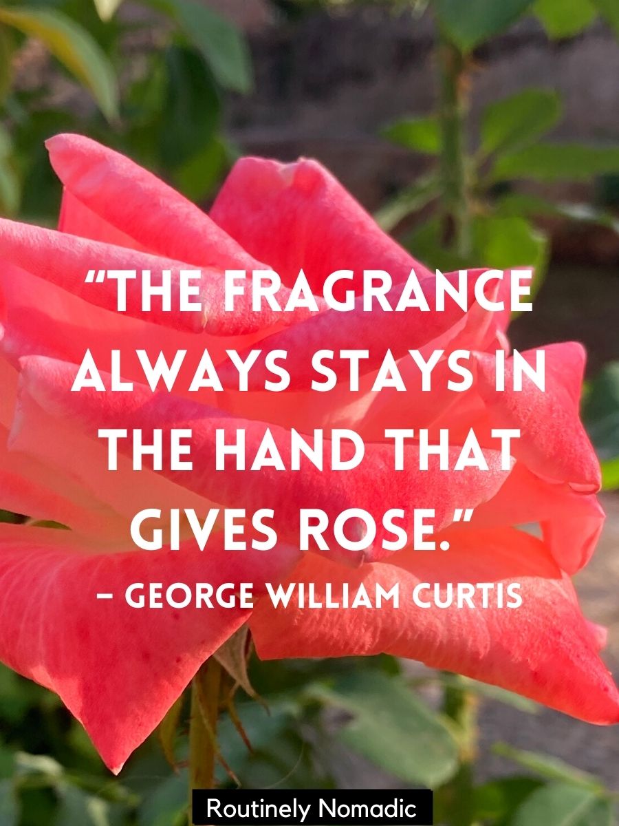 Beautiful Rose Quotes: 115 Rose Sayings for that Full Bloom Vibe ...