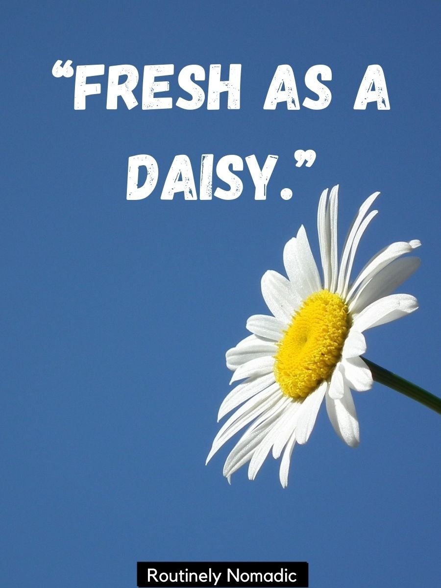 200 Funny Spring Puns, Jokes and One Liners - Routinely Shares