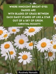115 Daisy Quotes and Captions to Brighten Your Day - Routinely Shares