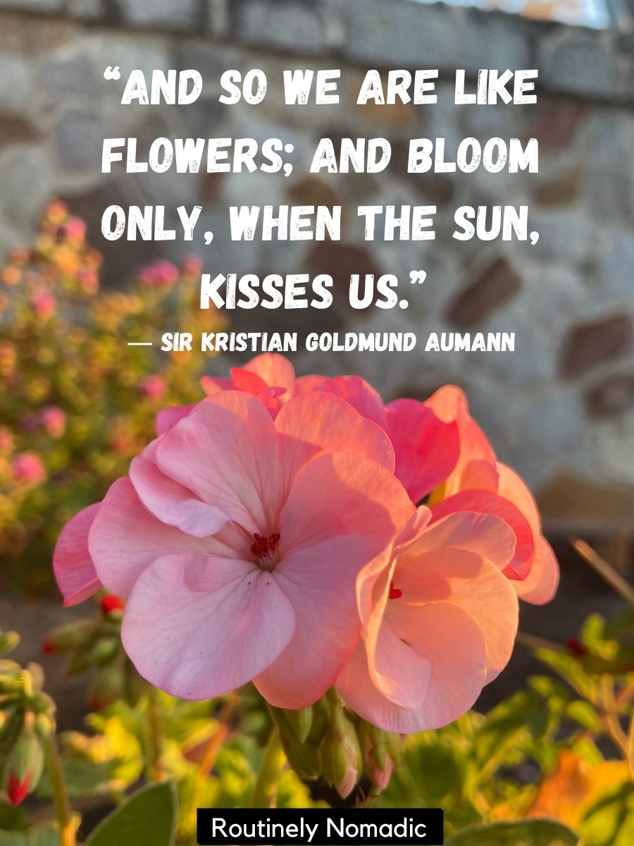 Uplifting Let Yourself Bloom Quotes and Sayings for Positive Growth ...
