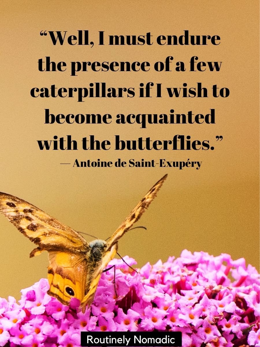 100 Inspring Short Butterfly Quotes for Instagram for When Beauty ...