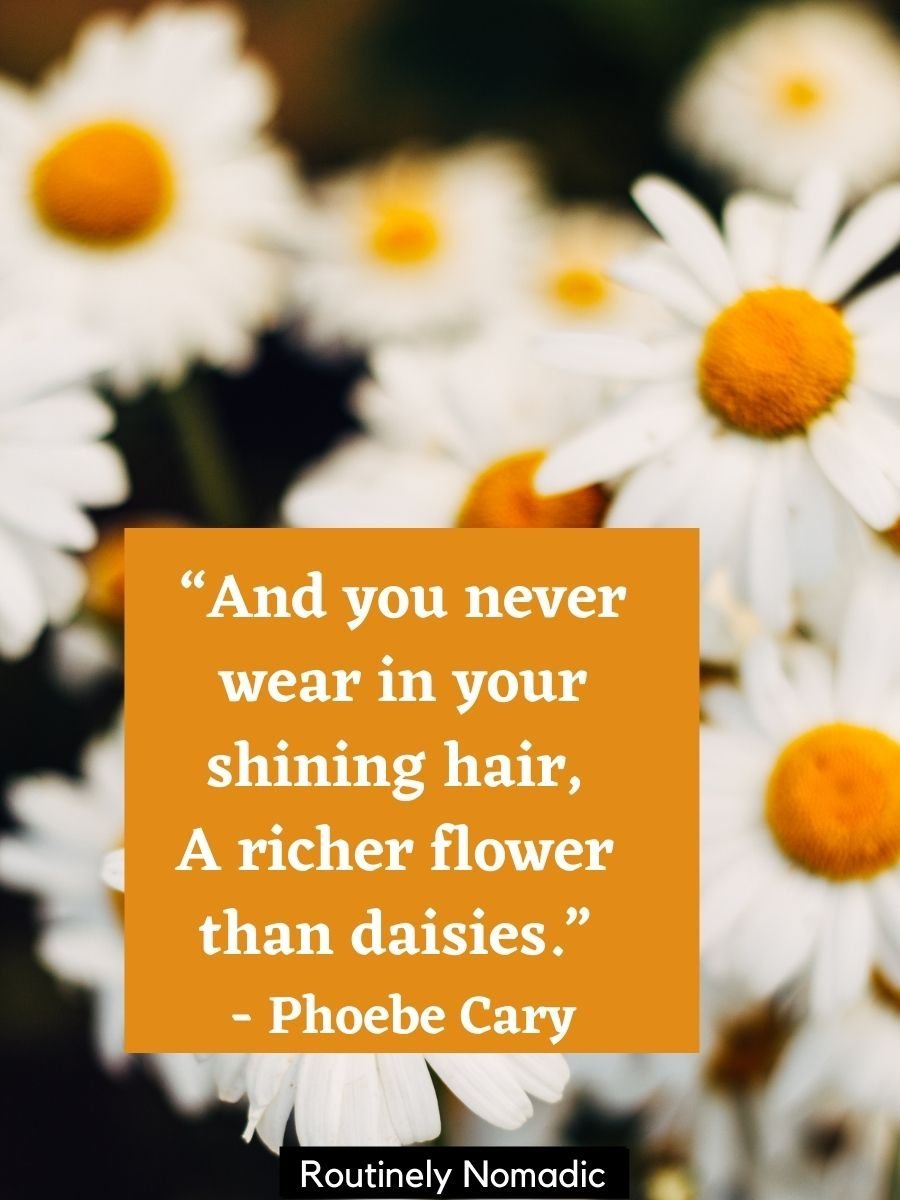 115 Daisy Quotes and Captions to Brighten Your Day - Routinely Shares
